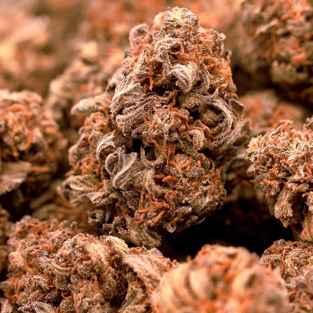 Susz CBD 5g Blueberry susz konopny marihuana mocny - 10955984110 - oficjalne archiwum Allegro