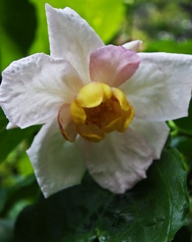 Sinocalycanthus chinensis-Kielichowiec chiński Sadzonka OK.30-40 CM - 17108376372 - oficjalne ...