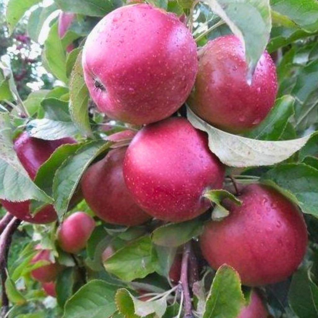 Jabłoń LIGOL duże owoce POPULARNA ODMIANA - 13892895363 - oficjalne ...