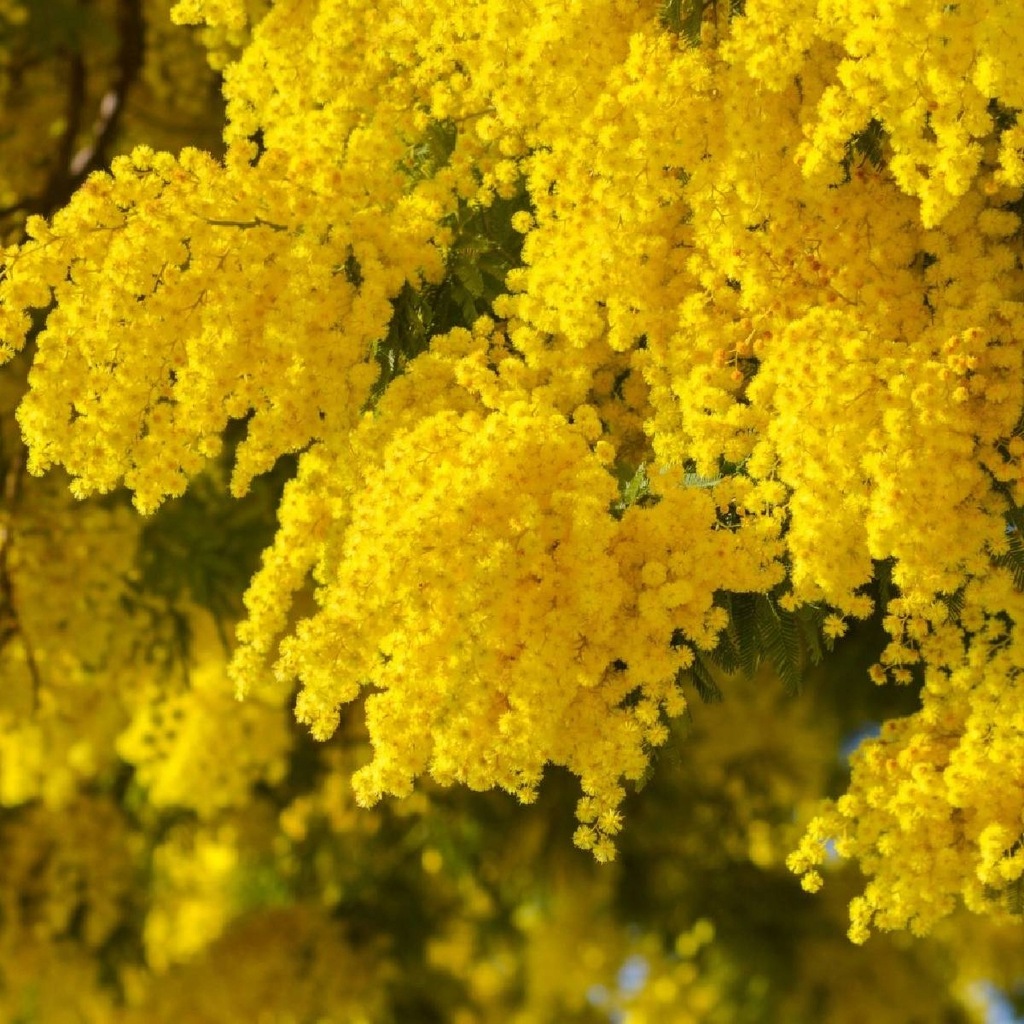 Akacja srebrzysta krzewy ozdobne do ogrodu w doniczce sadzonki ...