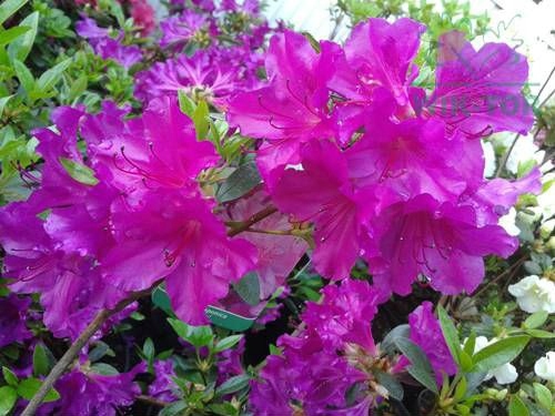 Azalia japońska Orlice fioletowa zimozielona niska - 12064225084 ...