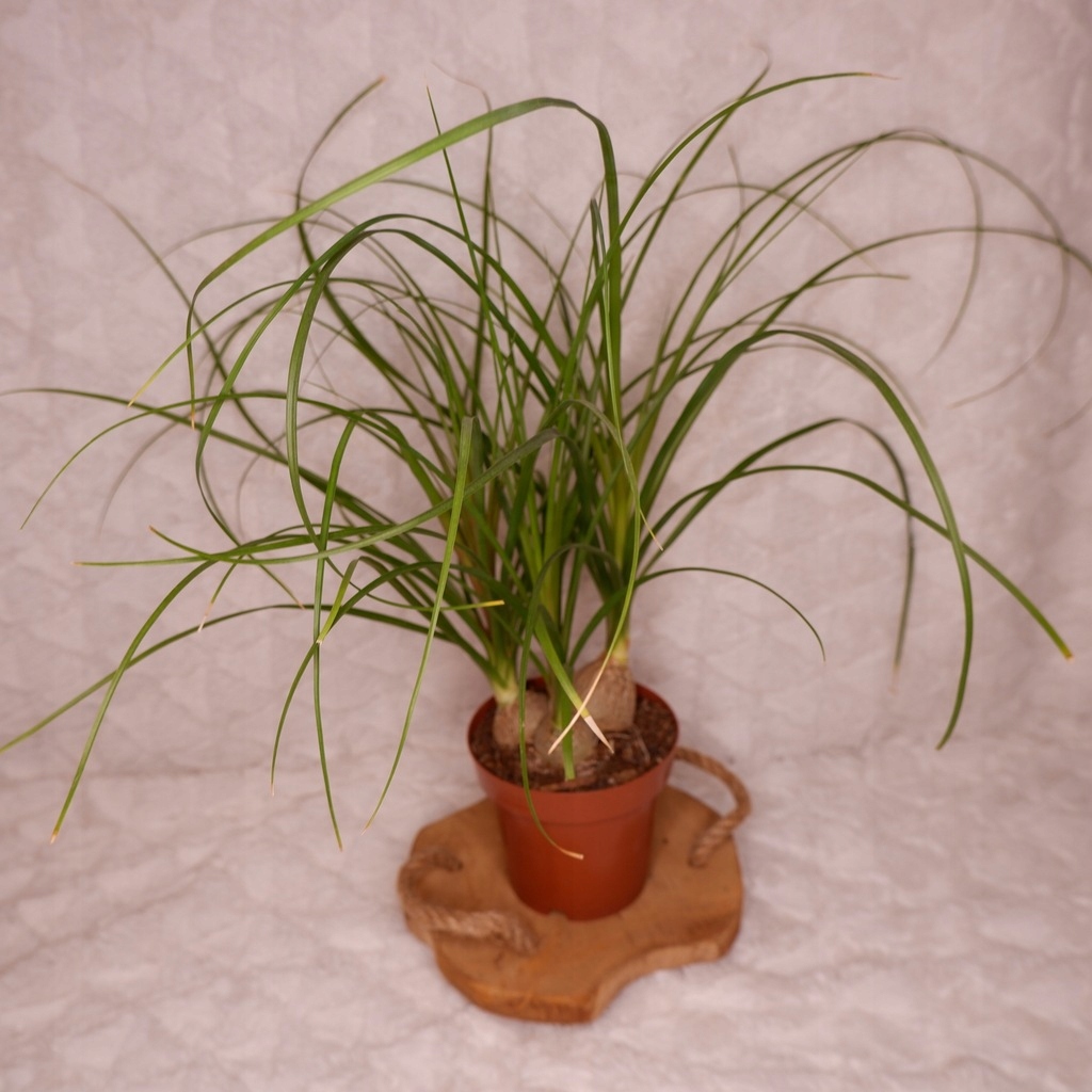 NOLINA WYGIĘTA NOGA SŁONIA Beaucarnea recurvata 3w1 don.12cm ...