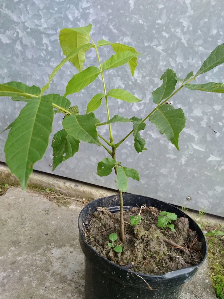 Orzech włoski Sadzonka - 12609567175 - oficjalne archiwum Allegro