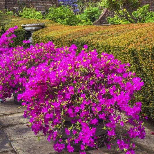 Azalia Japońska Karłowa JASNO FIOLETOWA SADZONKA - 12183052439 ...