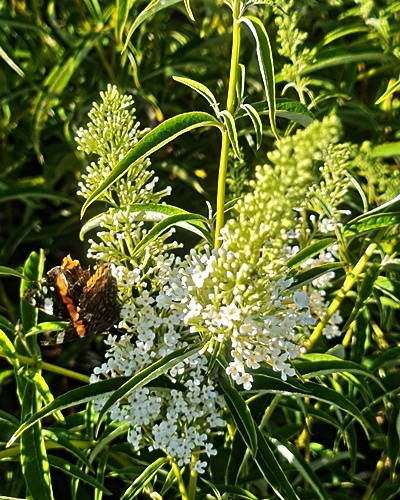 BUDLEJA DAWIDA WHITE PROFUSION Buddleja davidii SADZONKA W POJEMNIKU P9 - 12484707845 ...