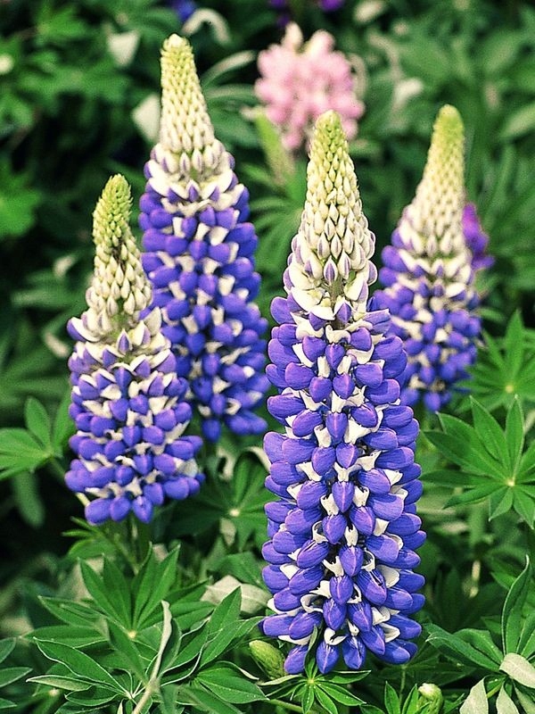 łubin trwały Legendary Blue Shades - doniczka 2,0 - 13686518973 ...