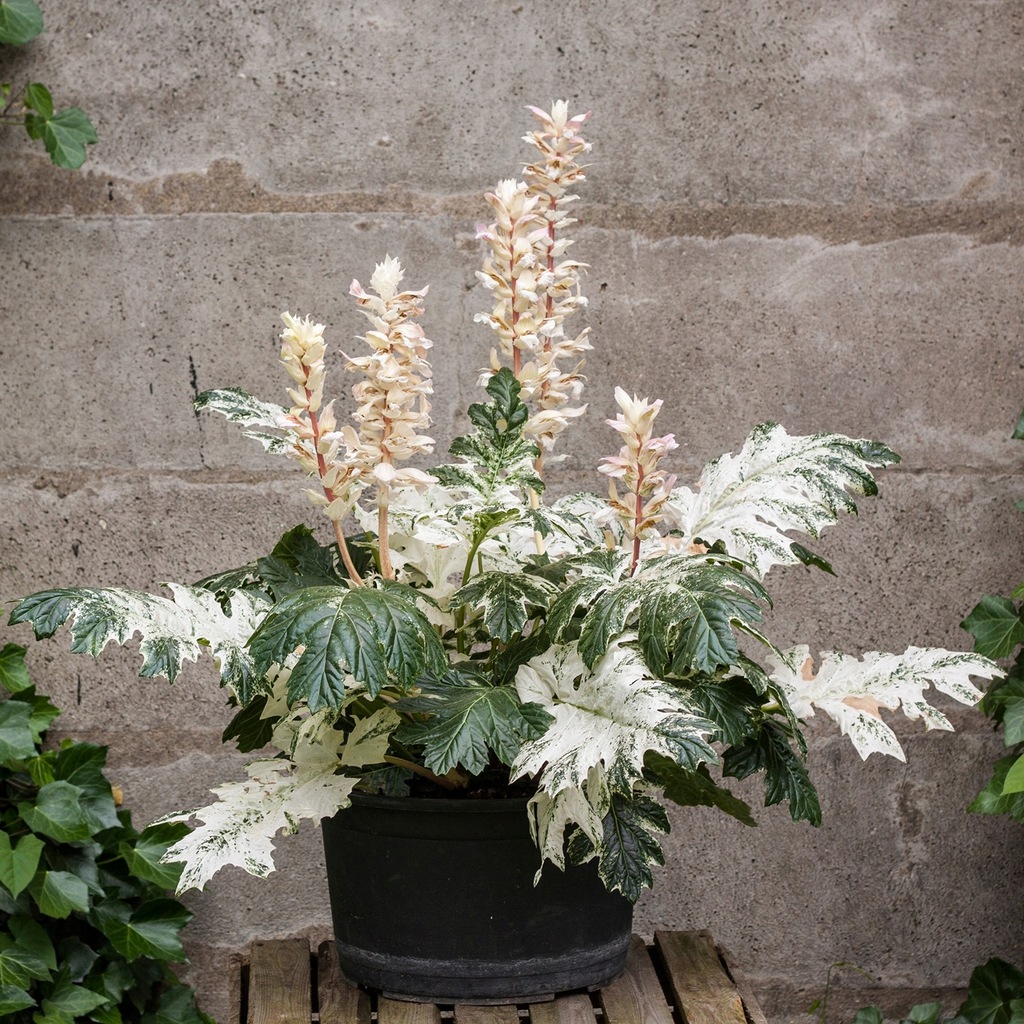 Akant Whitewater LIŚCIE Z BIAŁYM OBRZEŻEM - 14328932408 - oficjalne ...