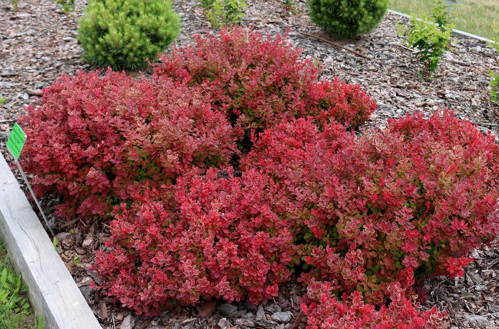 BERBERYS miniaturowy RUBY STAR 5litrów NOWOŚĆ XXL - 13703065510 - oficjalne archiwum Allegro