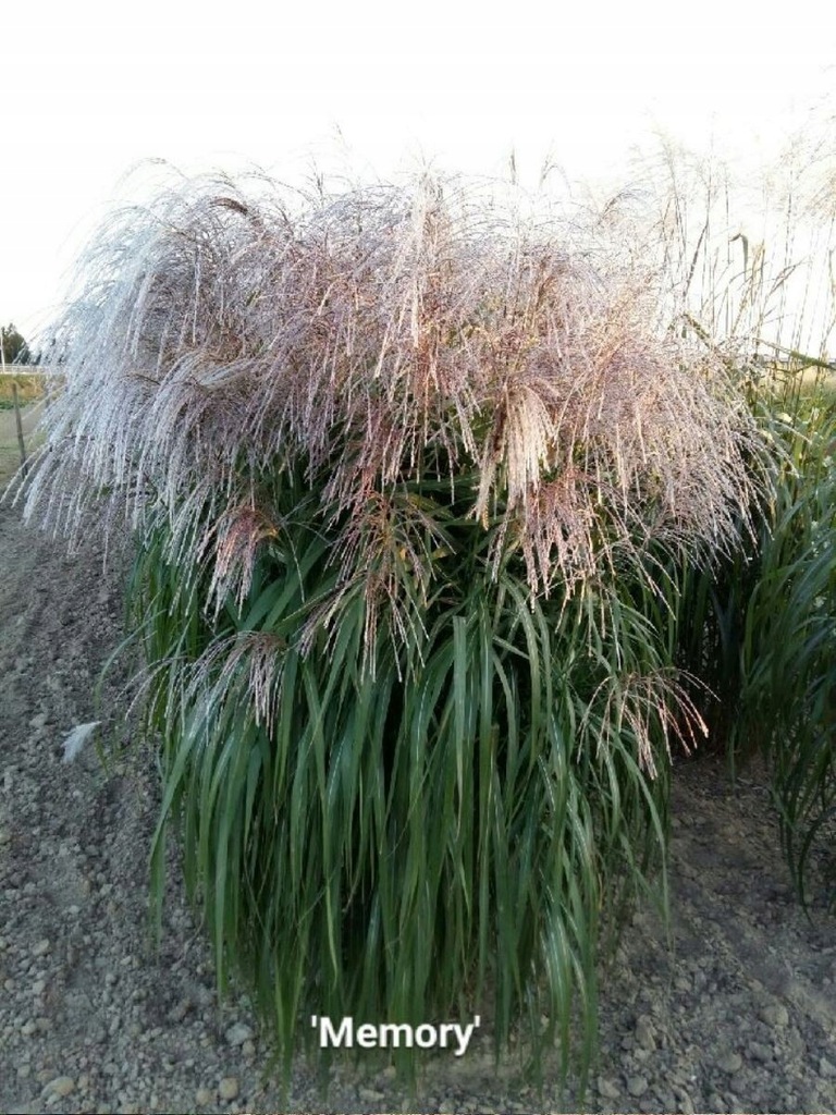 Miskant chiński MEMORY XXL - 12387777412 - oficjalne archiwum Allegro