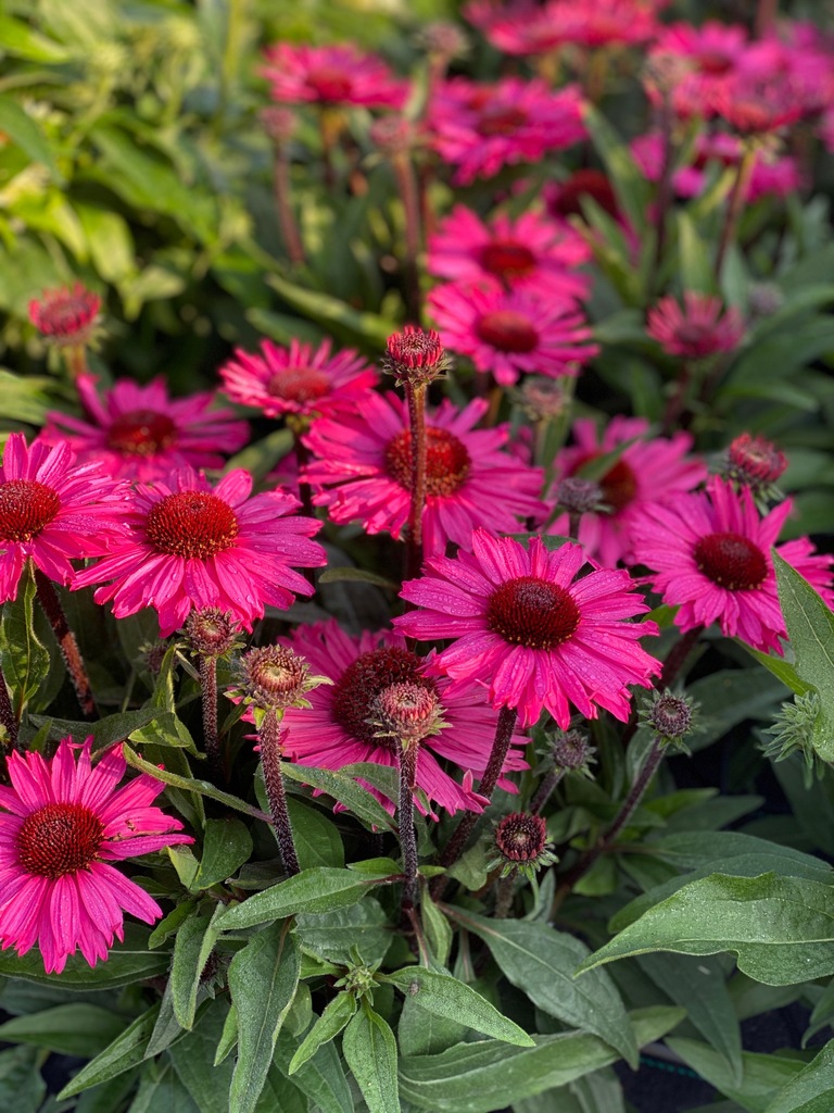 Jeżówka SunSeekers Purplelicious - 12690666964 - oficjalne archiwum Allegro