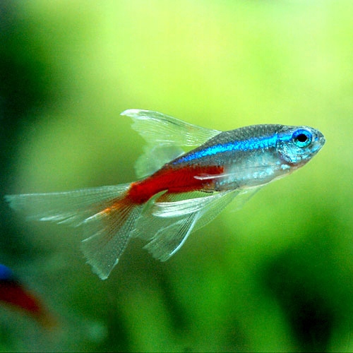 Ryba Neon Innesa Paracheirodon innesi WELONOWY - 13645339925 ...