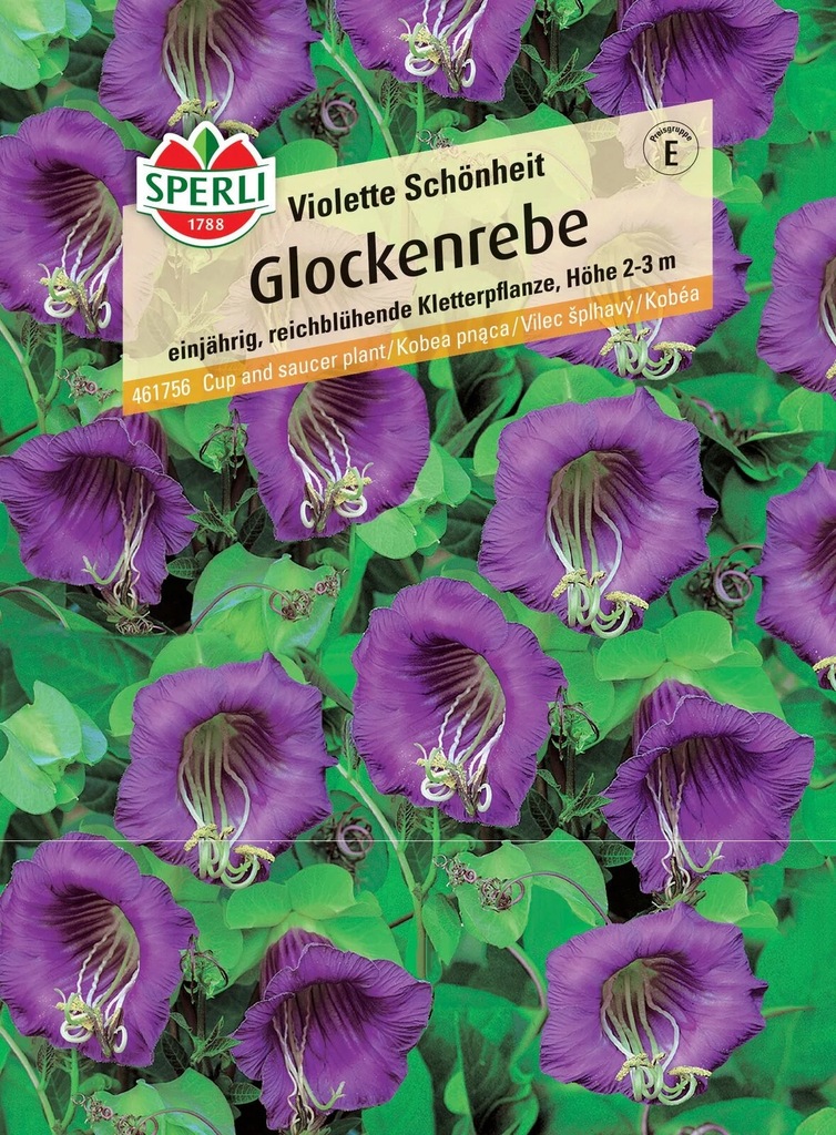 Kobea pnąca 'Violette Schönheit' PREMIUM Sperli - 13486934229 ...