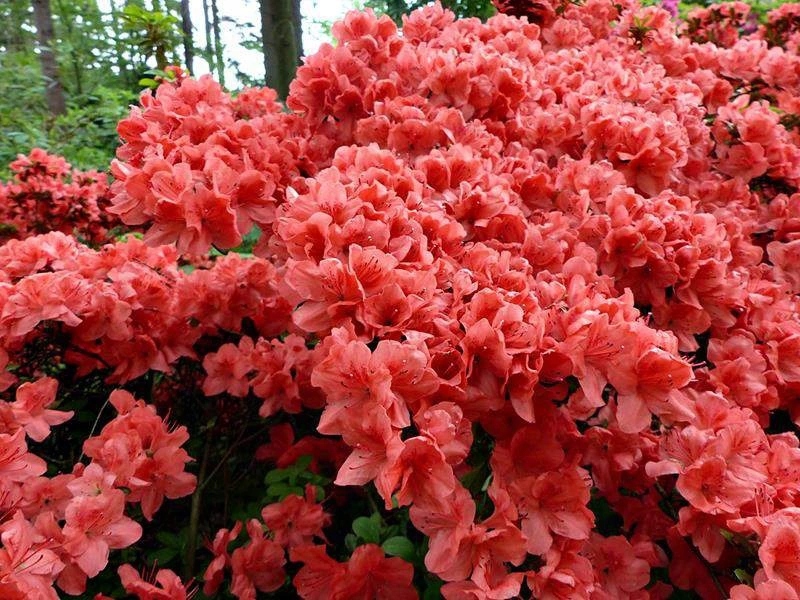 AZALIA JAPOŃSKA 'BRILLIANT' |RODODENDRON - 12341739936 - oficjalne ...