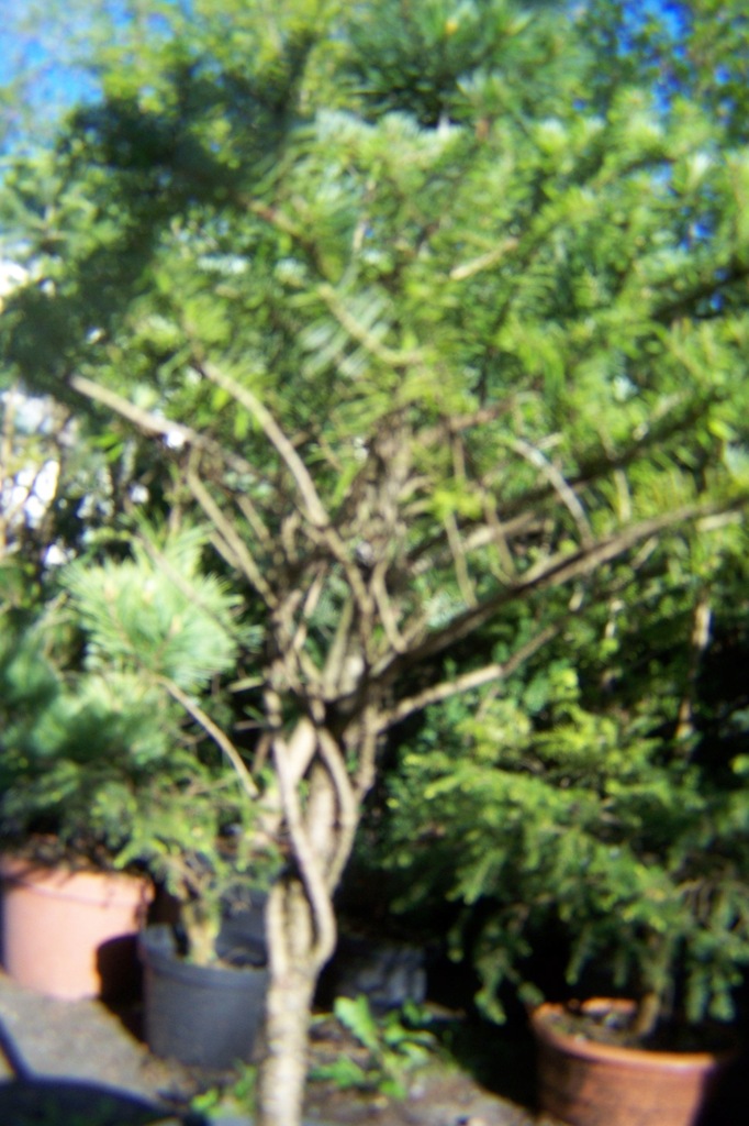 Jodła koreańska Oszi szczepiona mini na pniu inna - 13683061632 ...