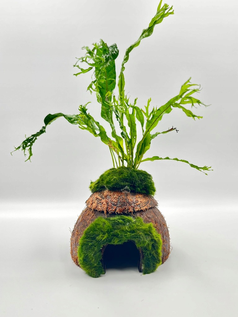 Żywa Grota Do Akwarium Kokos Gałęzatka - 13269723492 - oficjalne ...