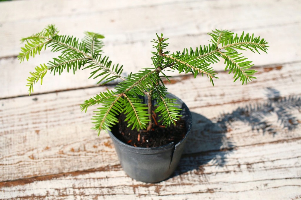 zimozielona JODŁA BIAŁA na choinkę soltier Abies a - 12501928459 ...