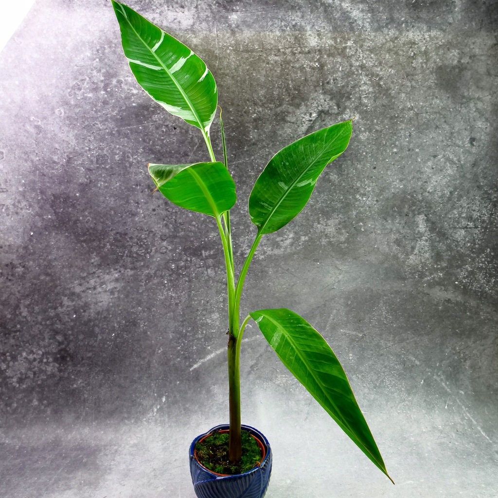 Bananowiec Musa Florida VARIEGATA Unikatowy EGZOTYCZNY TYLKO W ...