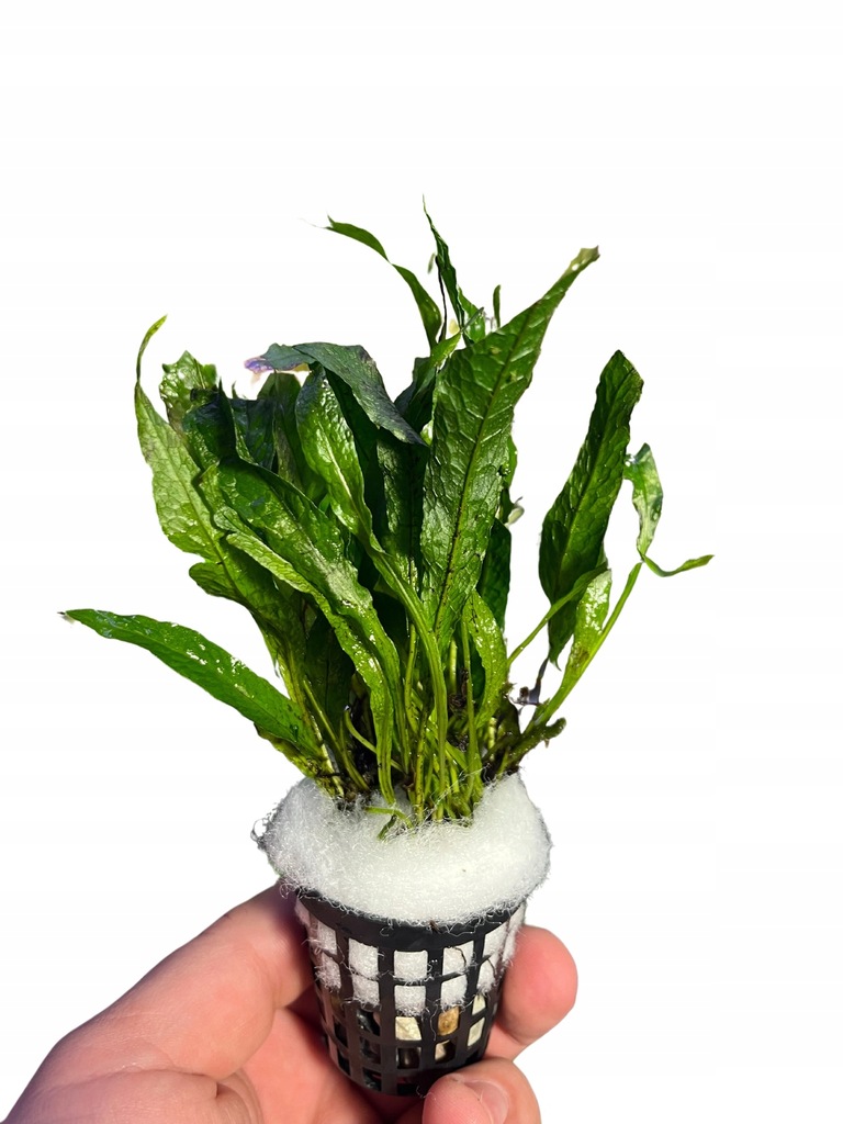 Microsorium Pteropus petite, łatwy, bez CO2 - 13227092018 - oficjalne ...