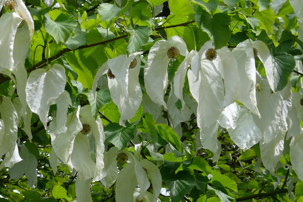 DAWIDIA CHIŃSKA (INVOLUCRATA) CHUSTECZKOWE DRZEWO - 14248711013 ...