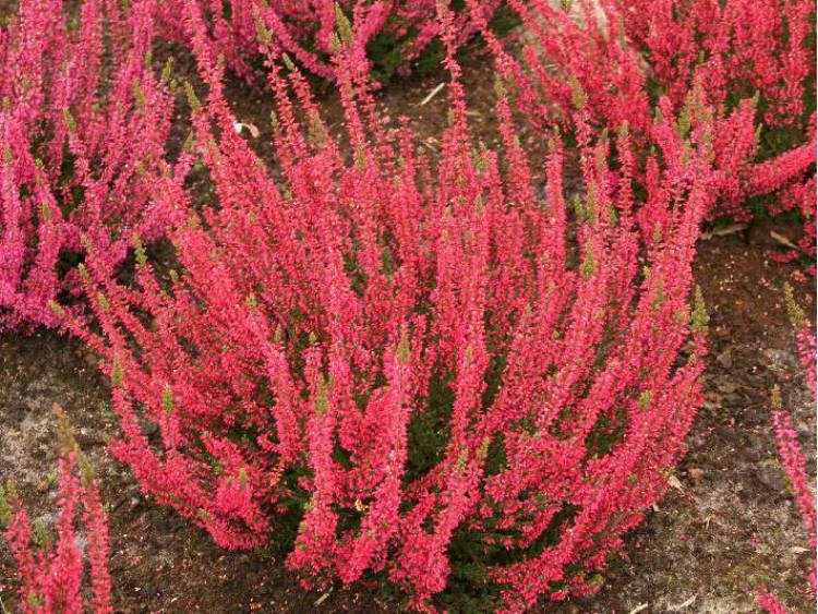 WRZOS CZERWONY ATHENE GARDEN GIRLS DONICZKA P12 - 12468850960 ...