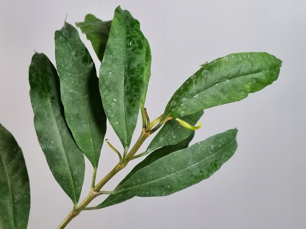 Hoja Hoya multiflora SV 406 - 13363103658 - oficjalne archiwum Allegro