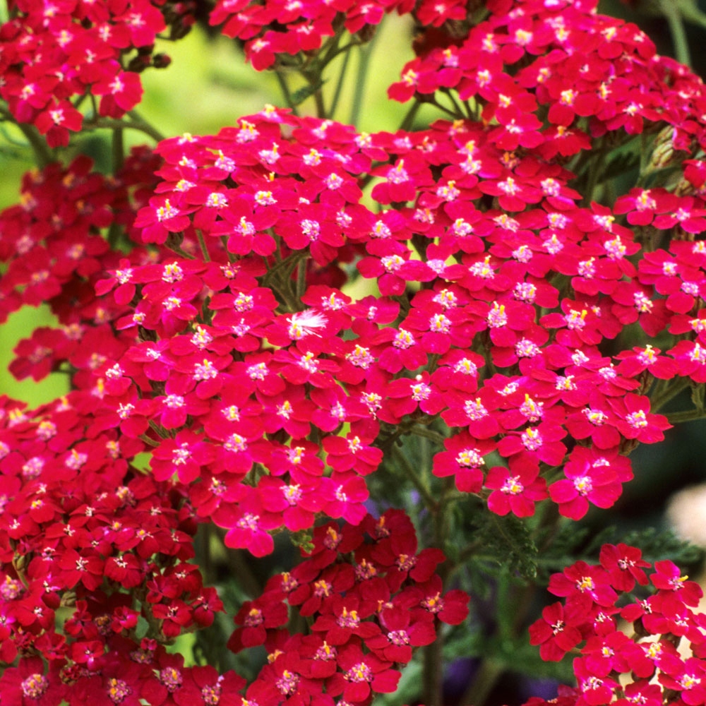 KRWAWNIK CASSIS RÓŻOWY SADZONKA 2L - 11125451182 - oficjalne archiwum Allegro