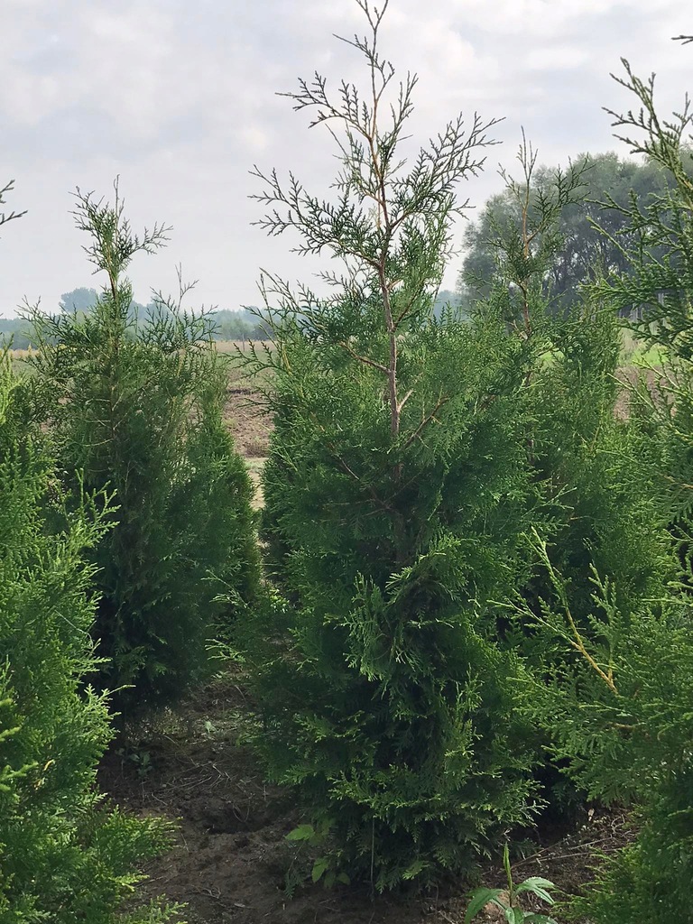 Tuja brabant sadzonka jakość premium 160cm tania od producenta PROMOCJA ...