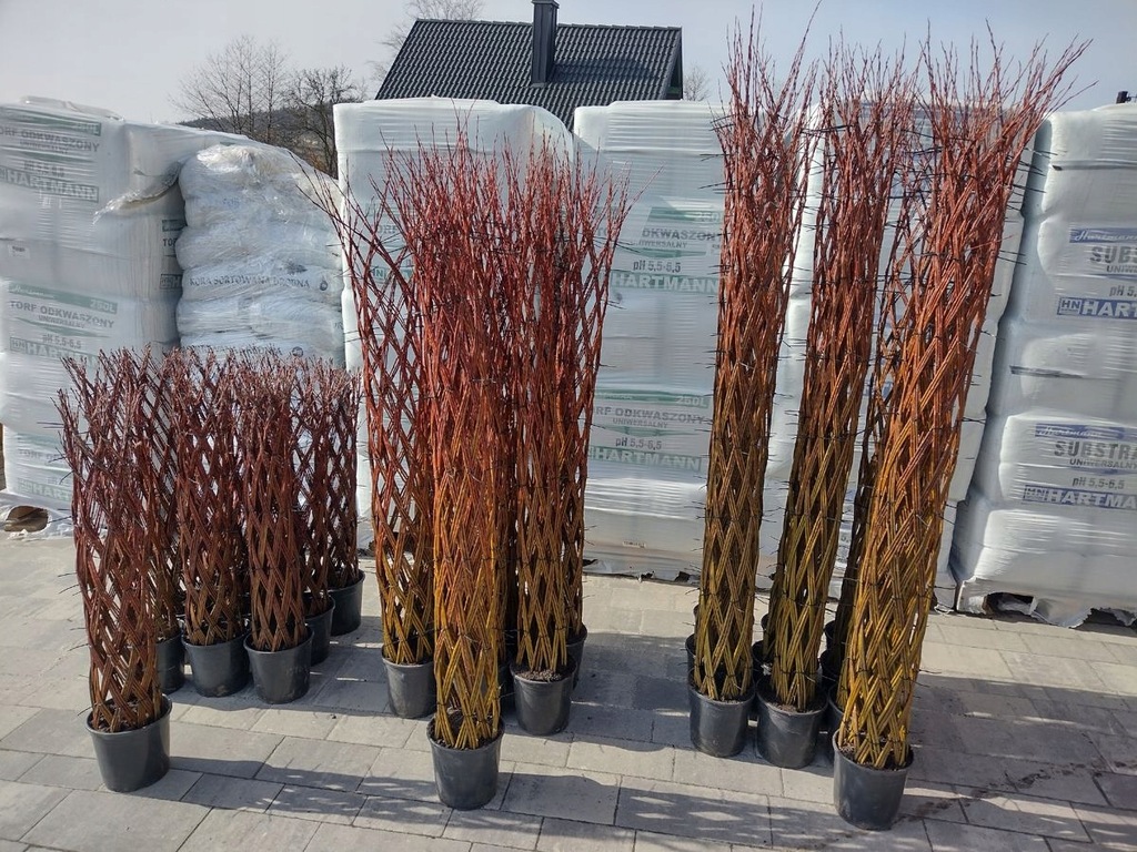 Wierzba pleciona Salix americana 100-120cm - 13356506881 - oficjalne archiwum Allegro
