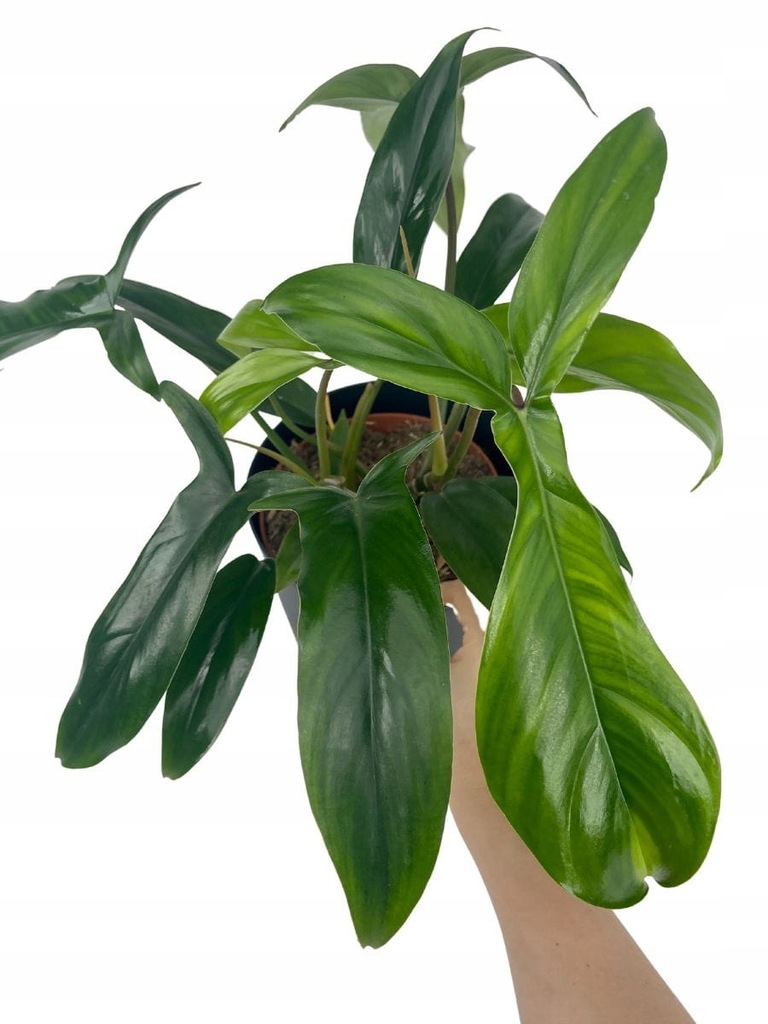 Filodendron Philodendron 69686 Kolekcjonerski - 13109272952 - oficjalne ...