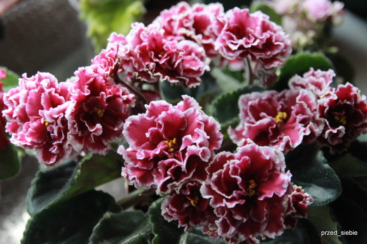 fiołek afrykański LE-MAGENTA sadzonka 2 - 12779095263 - oficjalne ...