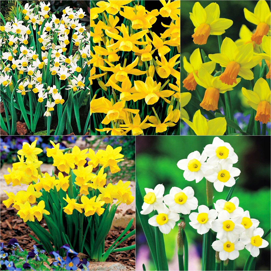 Zestaw Narcyz Botaniczny 5 odmian 25 szt cebulki - 12537049396 ... Zestaw Narcyz Botaniczny 5 odmian 25 szt cebulki - 12537049396 ...