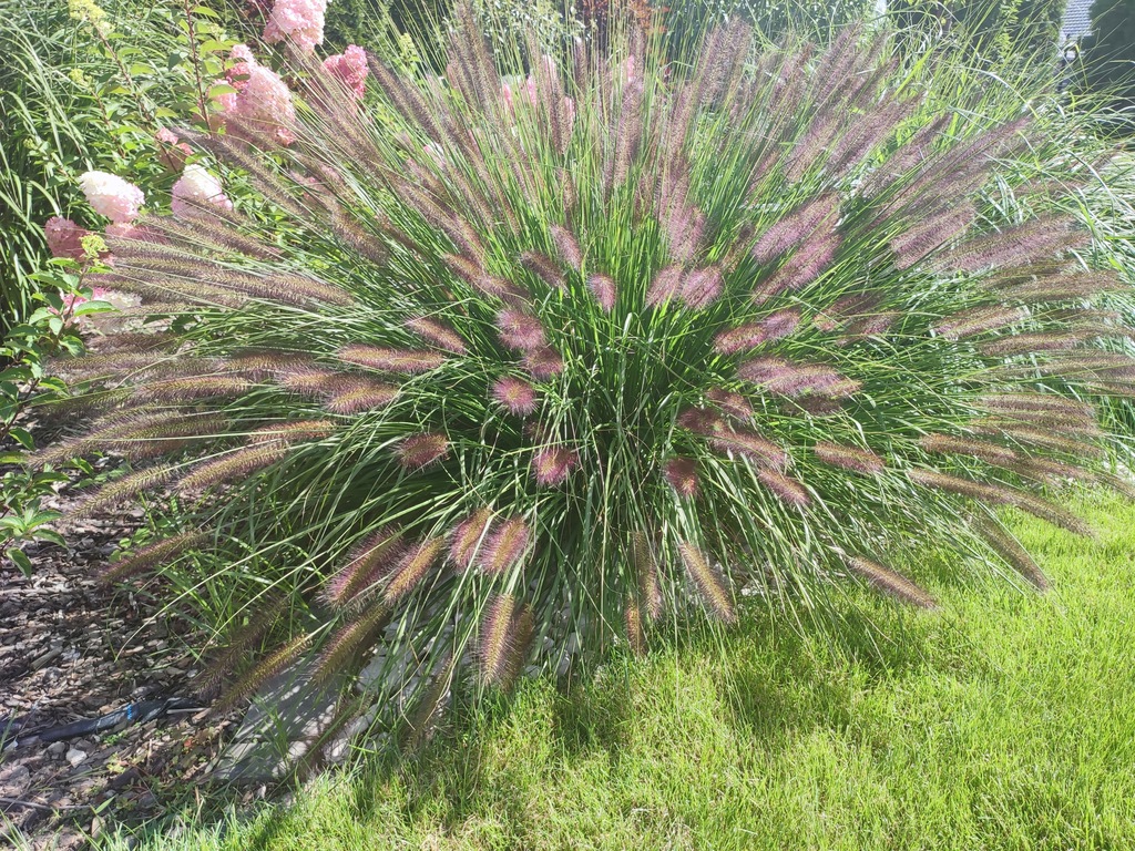 ROZPLENICA JAPOŃSKA MOUDRY' 2L - 13314540781 - oficjalne archiwum Allegro