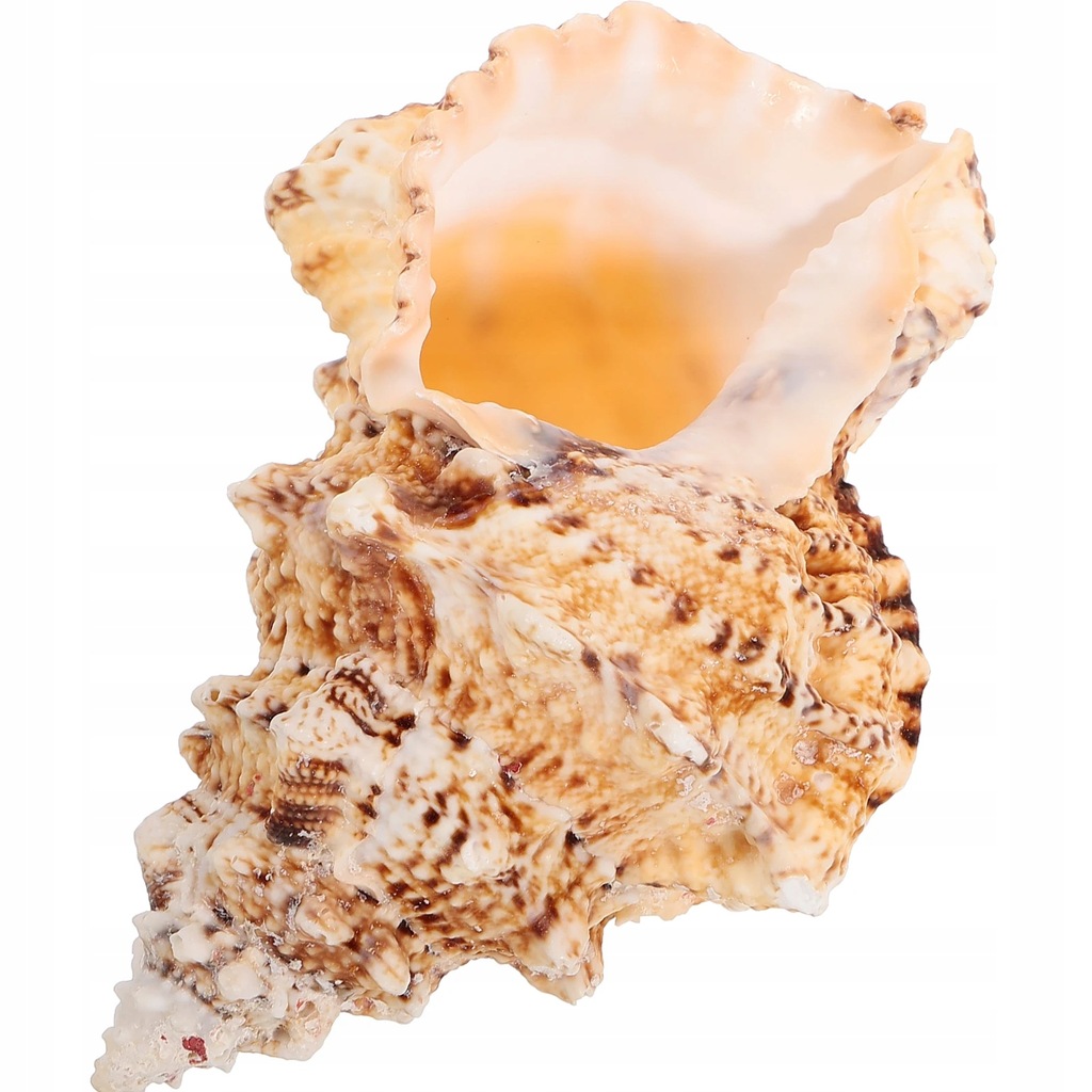 Large Natural Sea Shell Huge Ocean Conch Conch - 13766250505 ...