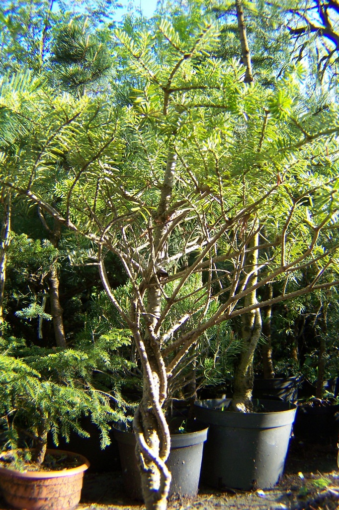 Jodła koreańska Oszi szczepiona mini na pniu inna - 13683061632 ...