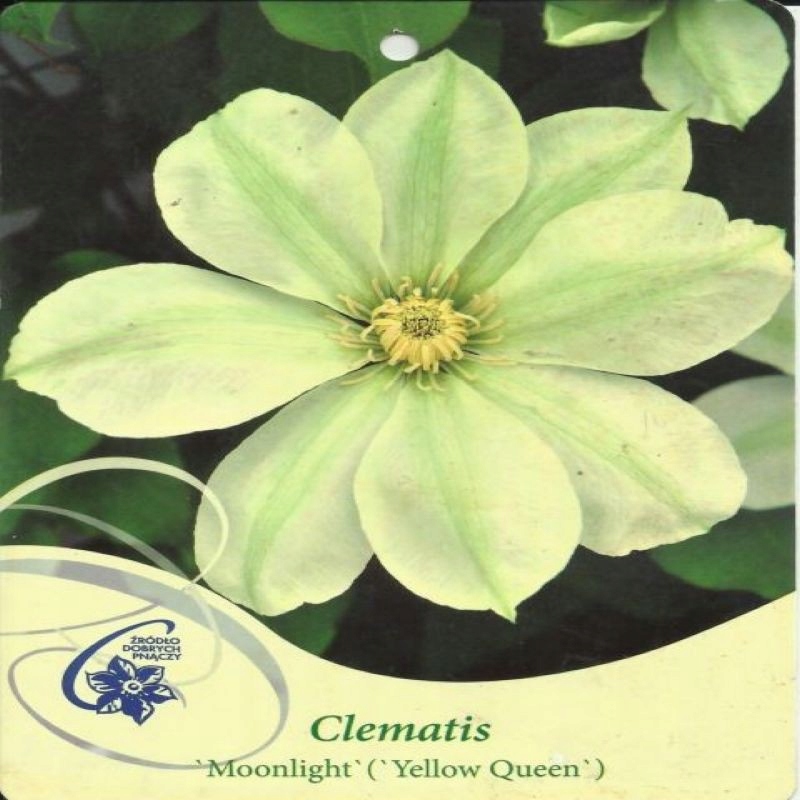 Clematis MOONLIGHT (syn. YELLOW QUEEN) Powojnik - doniczka 2 litry ...