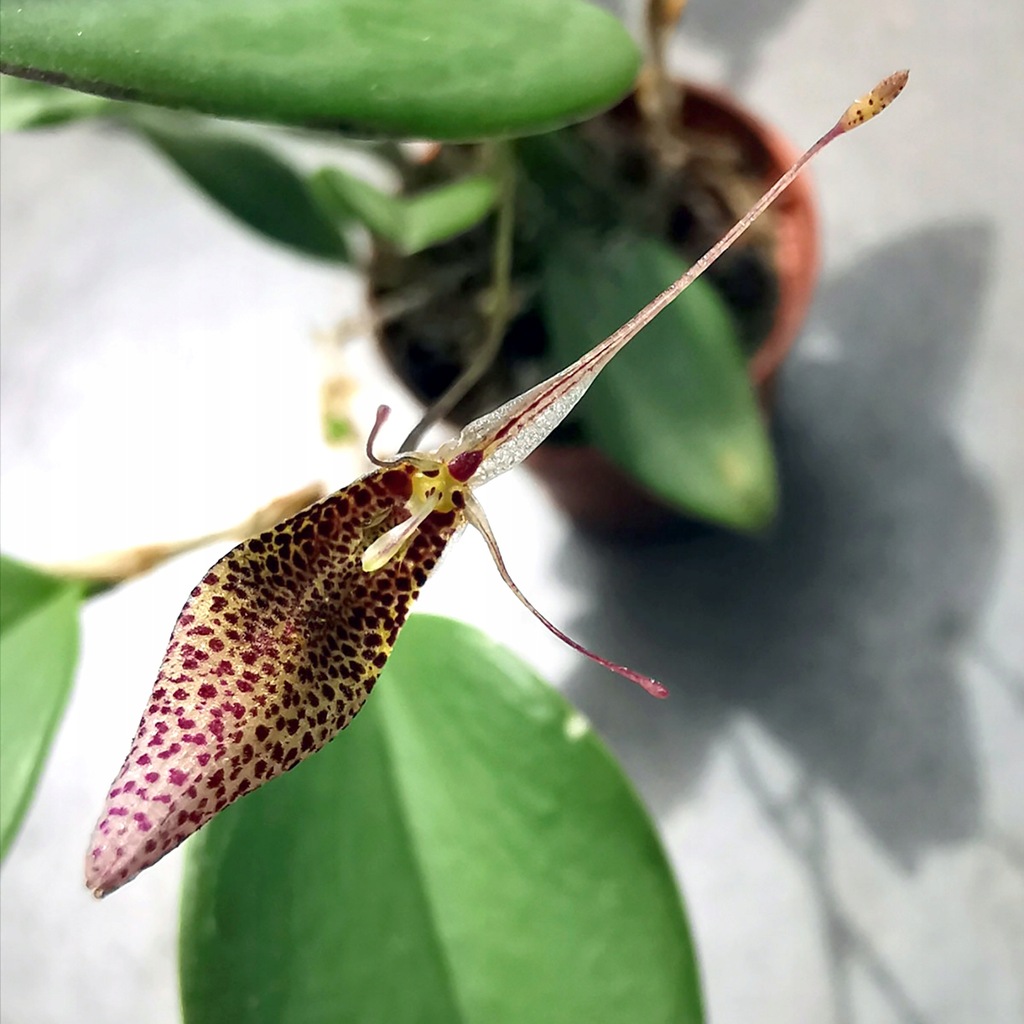 NOWOŚĆ STORCZYK Restrepia tsubotae - wiwarium - 12571484585 - oficjalne ...