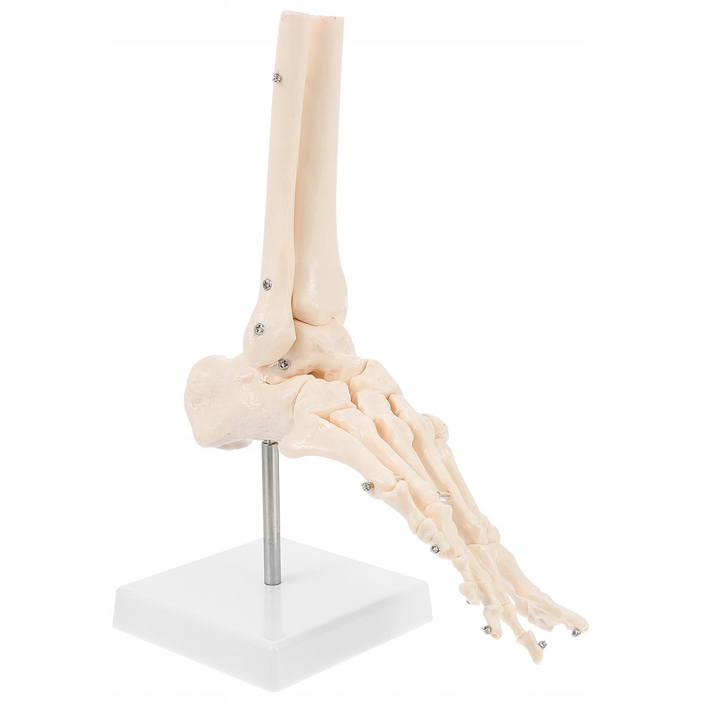 Foot Anatomy Ankle Joint Model PVC Bone Human - 14159367287 - oficjalne ...