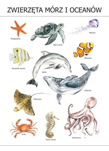 PLAKAT A4 ZWIERZĘTA MÓRZ I OCEANÓW MAMA MALUJE - 12360399610 ...