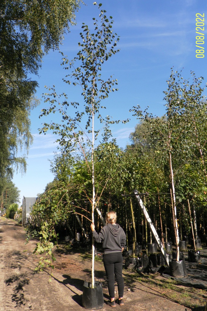 BRZOZA POŻYTECZNA 'DOORENBOS' BETULA UTILIS 4metry - 12451437886 ...