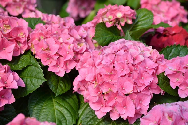 Hydrangea Early Pink Hortensja ogrodowa - 10996169964 - oficjalne ...