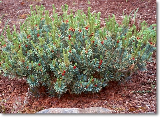 Pinus pumila 'Dwarf Blue' - Unikat !!! - 13623780305 - oficjalne ...