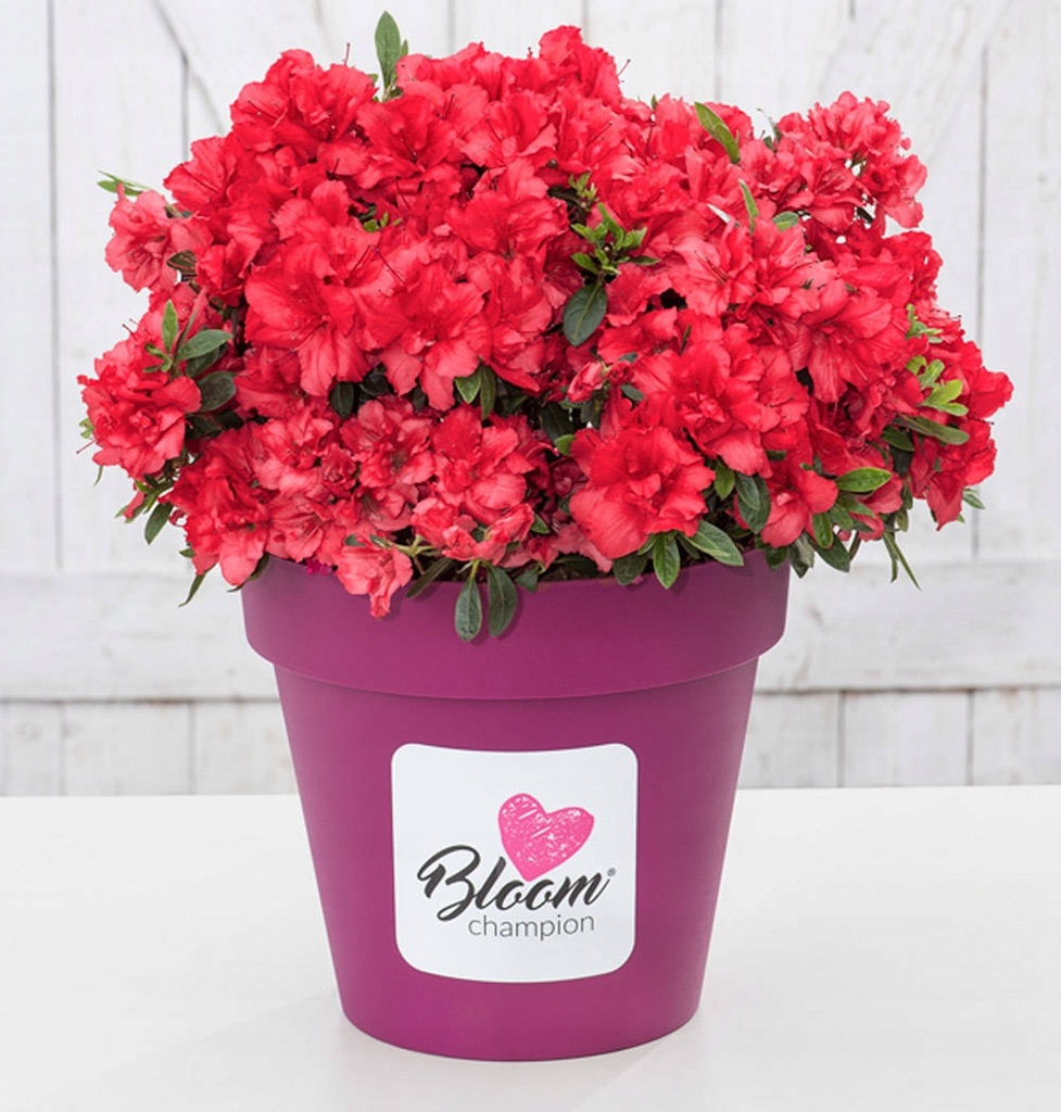 Mini Azalia Czerwona powtarzająca kwitnienie - 12351295945 - oficjalne ...