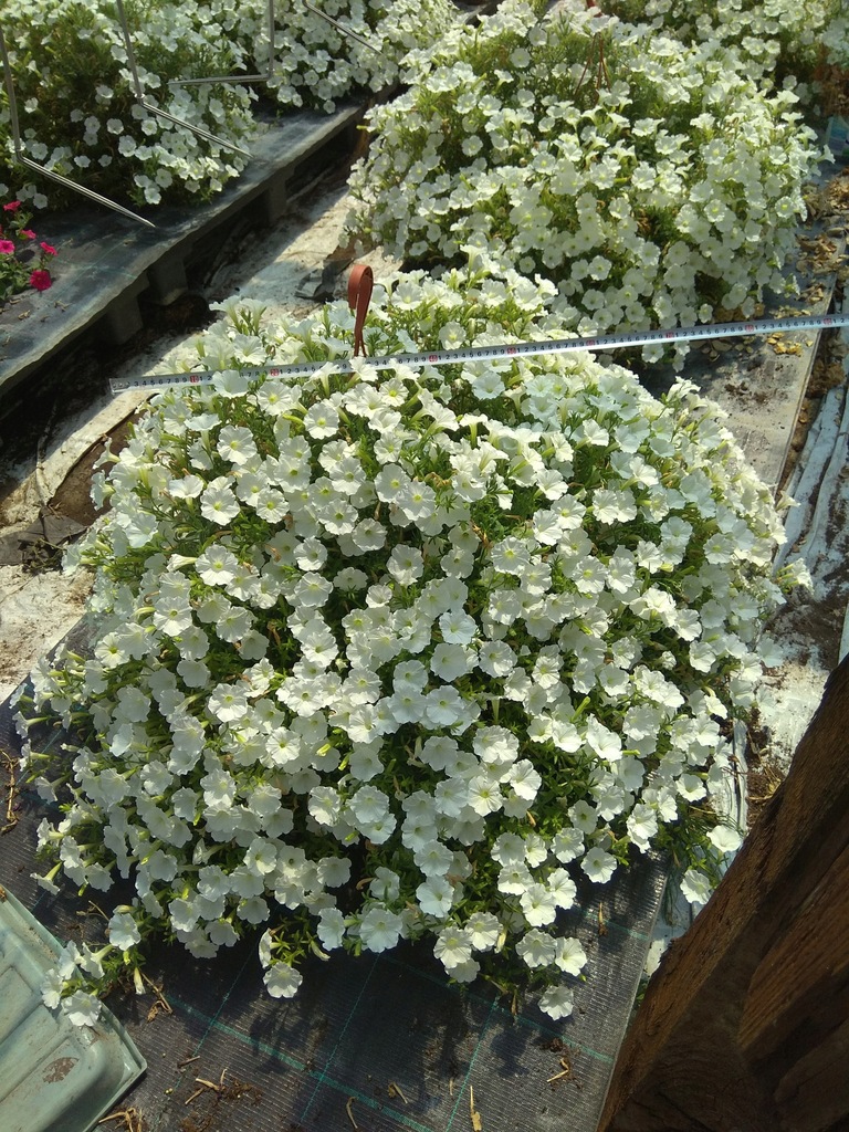 Supertunia vista snowdrift biała surfinia 5l - 12178857898 - oficjalne ...