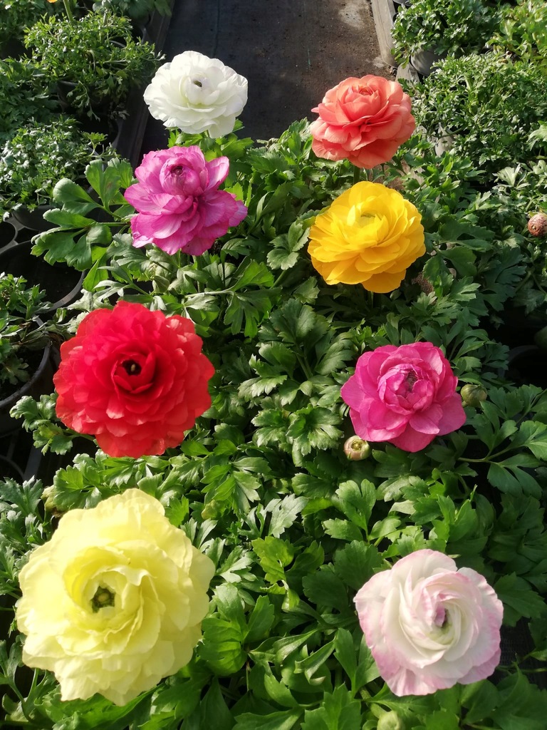 Ranunculus Jaskry Jaskier sadzonka w donicy - 13395723612 - oficjalne ...