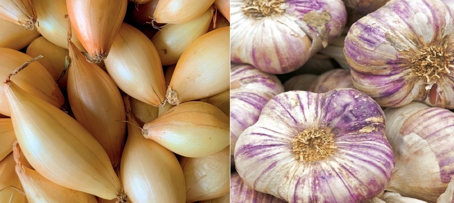 Czosnek Zimowy Harnaś i Cebula Dymka Zimująca - 16470544669 - oficjalne ...