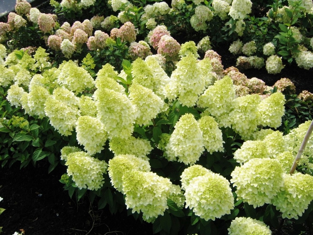 HYDRANGEA PANICULATA 'MAGICAL CANDLE' HORTENSJA - 7437752345 ...