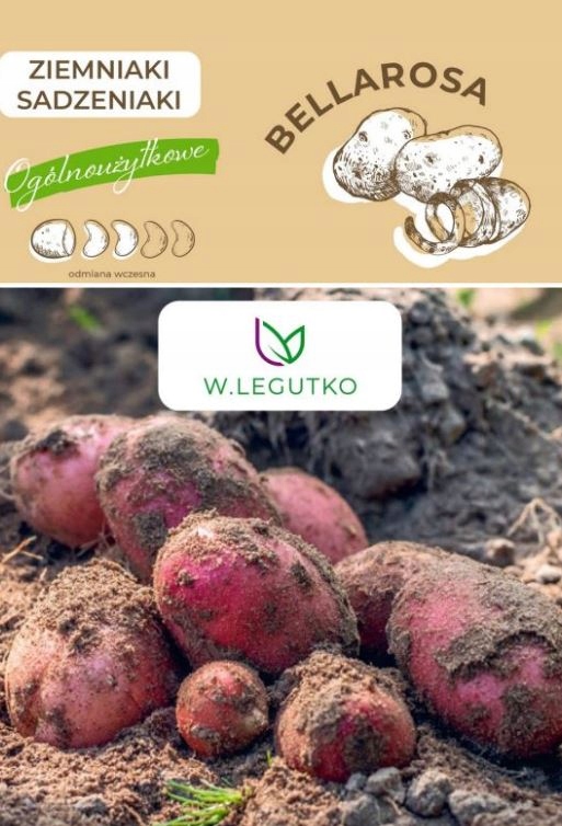 ZIEMNIAKI SADZENIAKI BELLAROSA 2SZT WCZESNY - 13569556362 - oficjalne archiwum Allegro