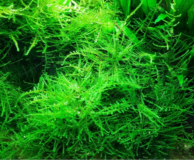 Mech Singapore moss (Vesicularia dubyana) - 11665921322 - oficjalne ...