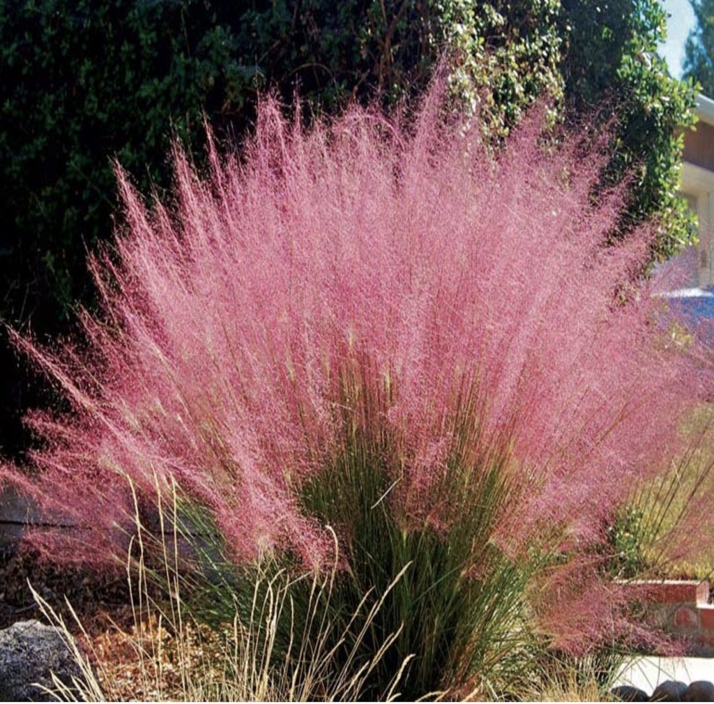 _Różowa trawa_ MIŁKA okazała_ różowy PUCH_ - 8824043464 - oficjalne ...