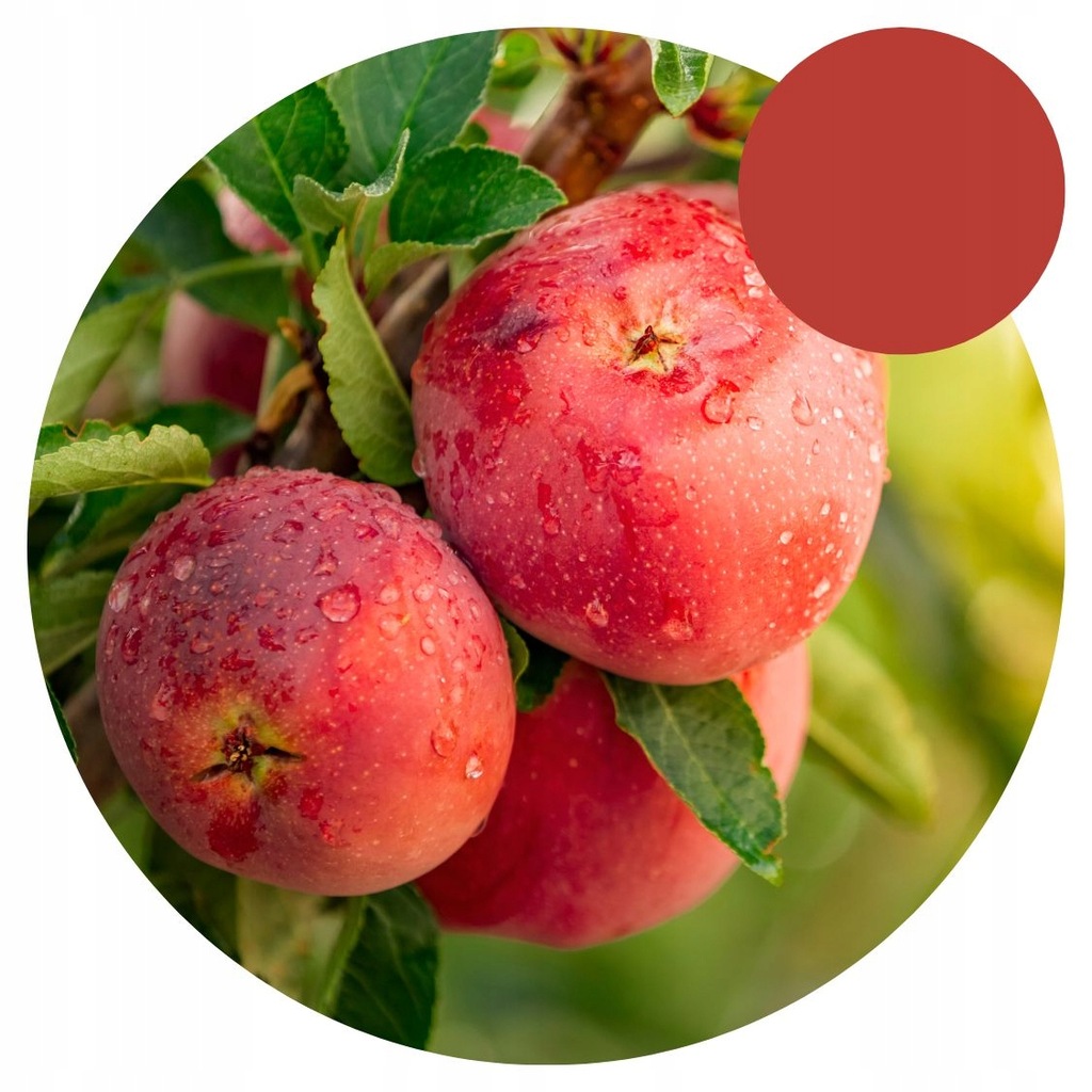 Jabłoń LIGOL - Bardzo Duże Soczyste Owoce.ODPORNA odmiana do każdego ...